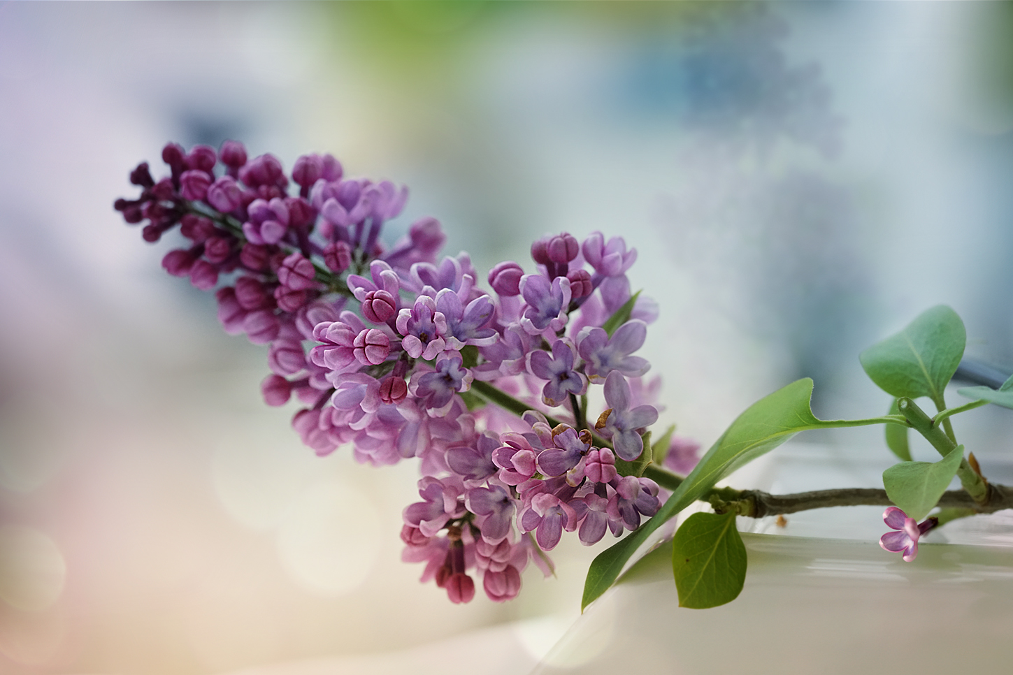 Flieder Foto & Bild | natur-tabletop, natur-kreativ, aufnahmetechniken ...