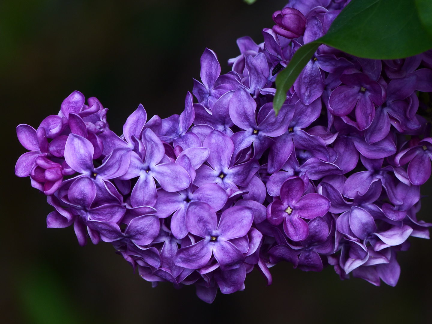 FLIEDER Foto & Bild | pflanzen, pilze & flechten, sträucher, techniken ...