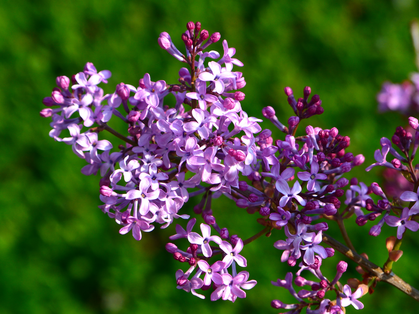 - Flieder - Foto & Bild | pflanzen, pilze & flechten, sträucher, natur ...