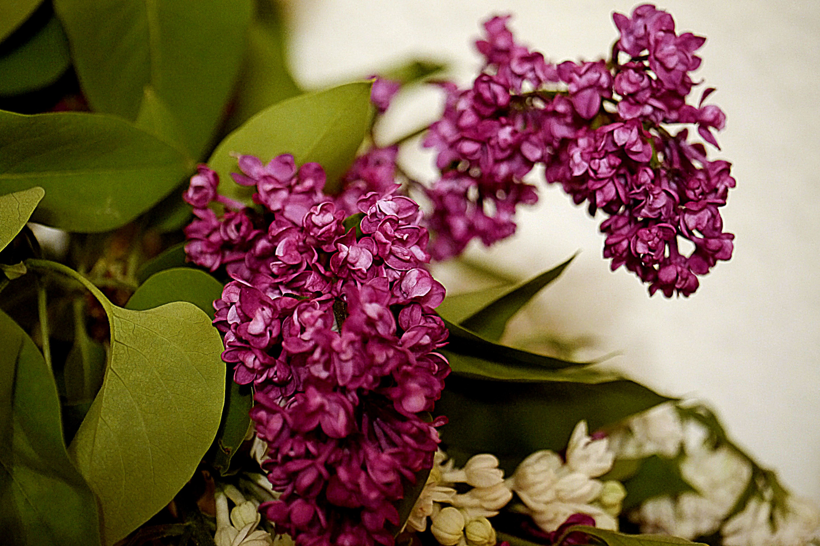 Flieder Foto & Bild | frühling, natur, jahreszeiten Bilder auf ...