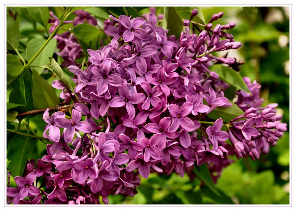 FRÜHLING | Edith Vogel Fotografie