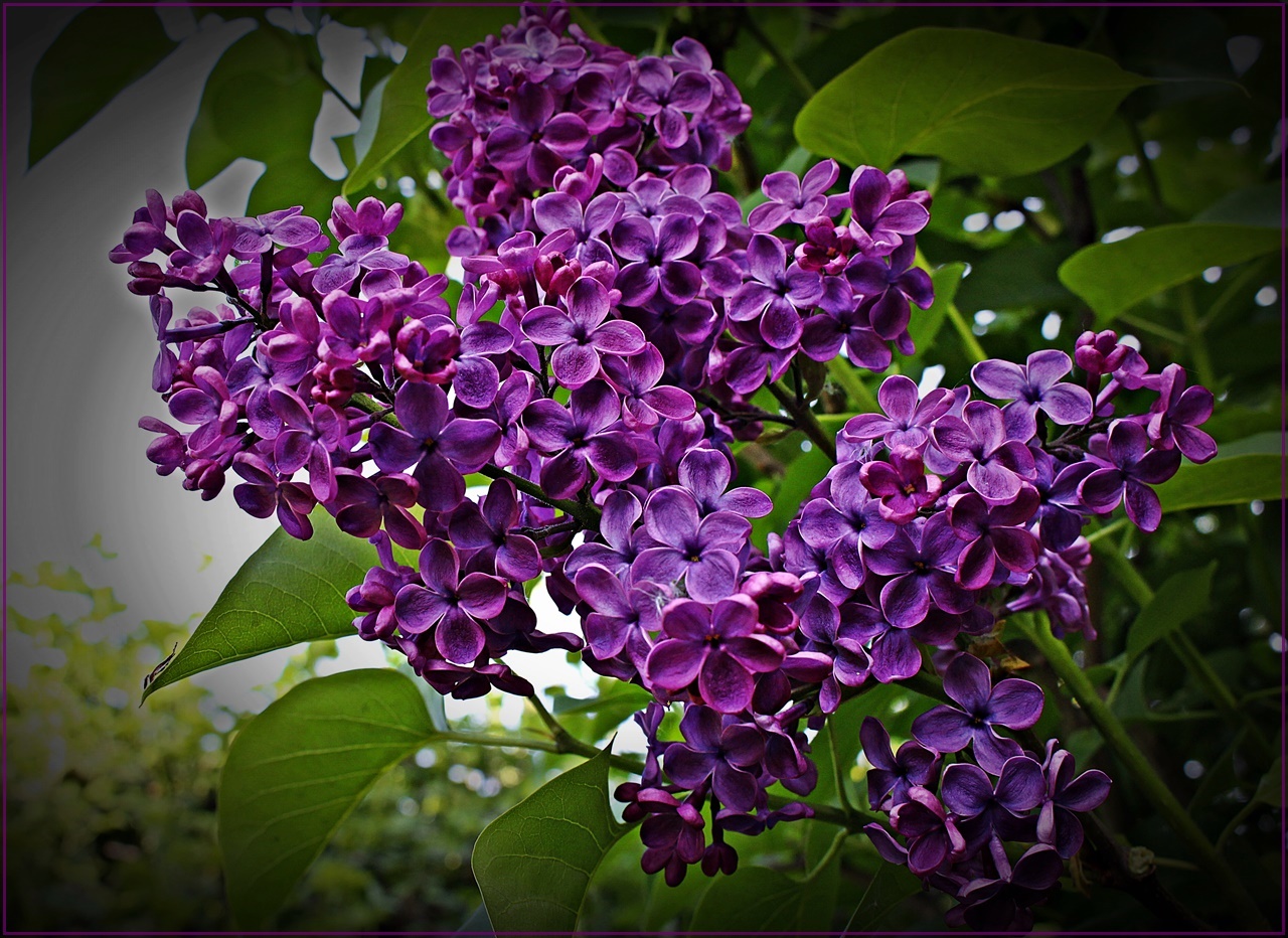 " Flieder " Foto & Bild | makro, frühling, natur Bilder auf fotocommunity