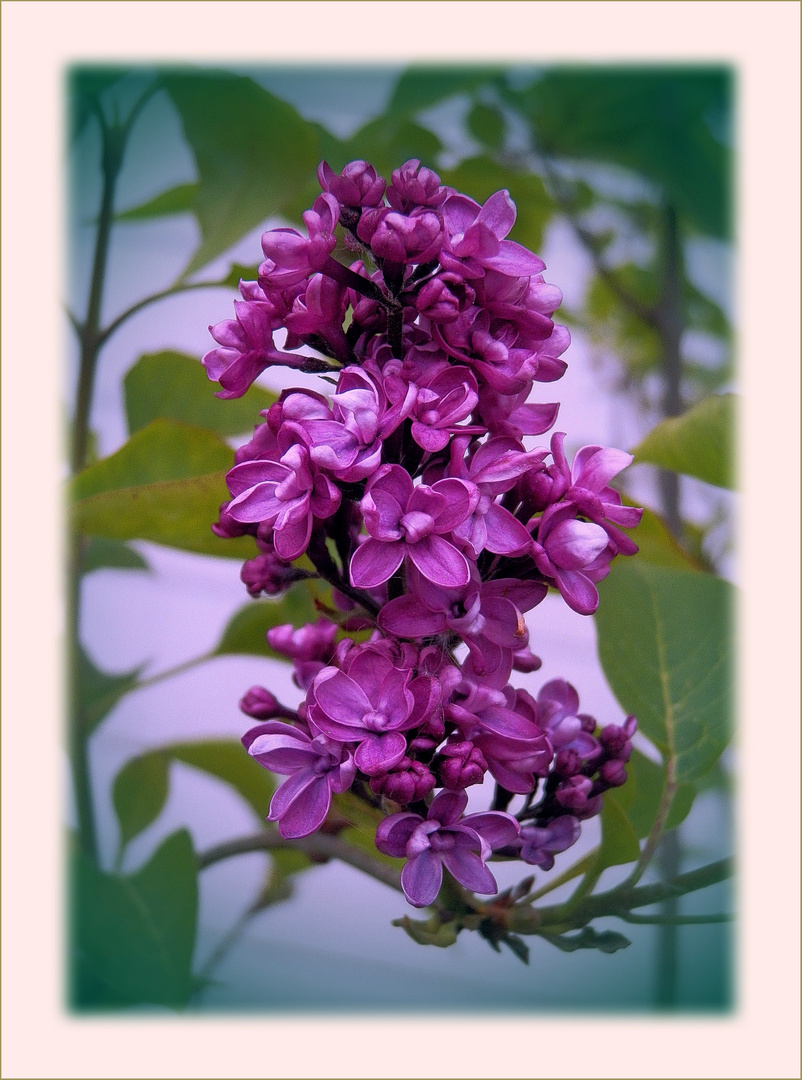 Flieder Foto & Bild | blumen , art, nature Bilder auf fotocommunity