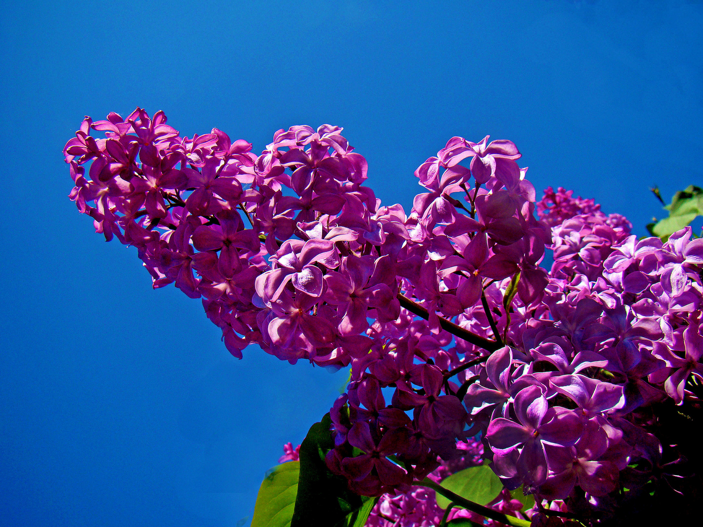 FLIEDER Foto & Bild | pflanzen, pilze & flechten, sträucher, blüten ...
