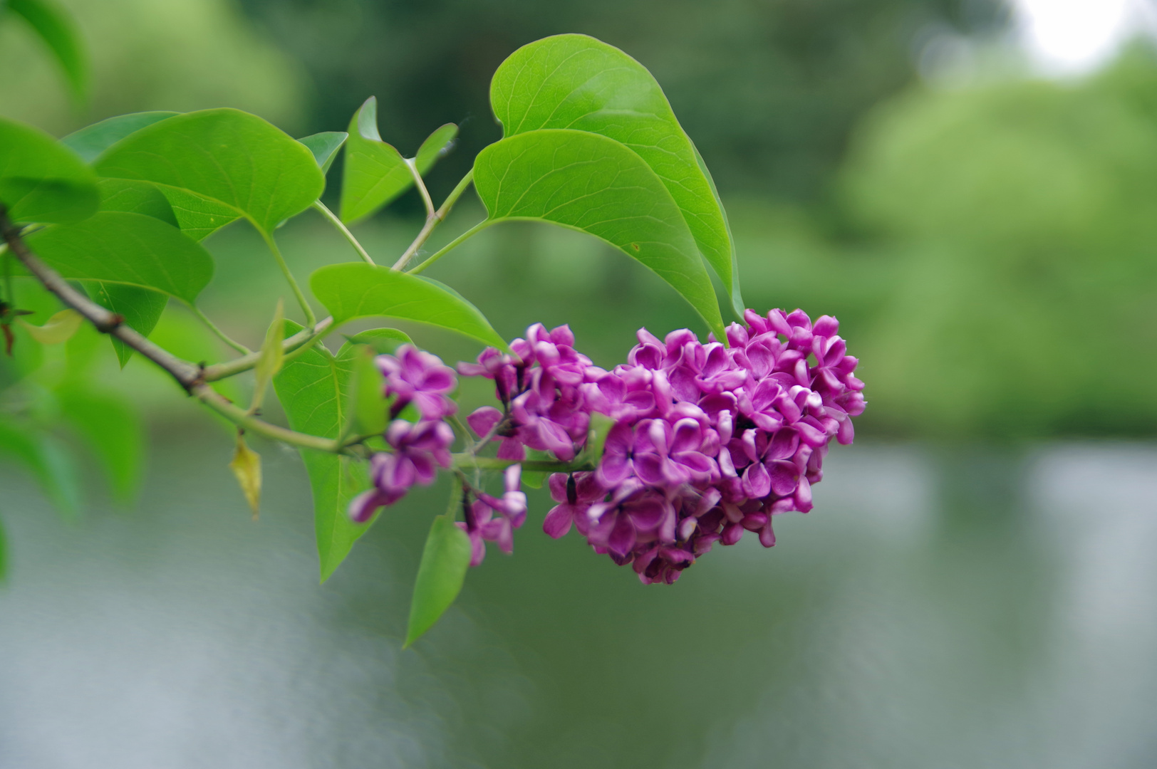 Flieder Foto & Bild | jahreszeiten, frühling, outdoor Bilder auf ...