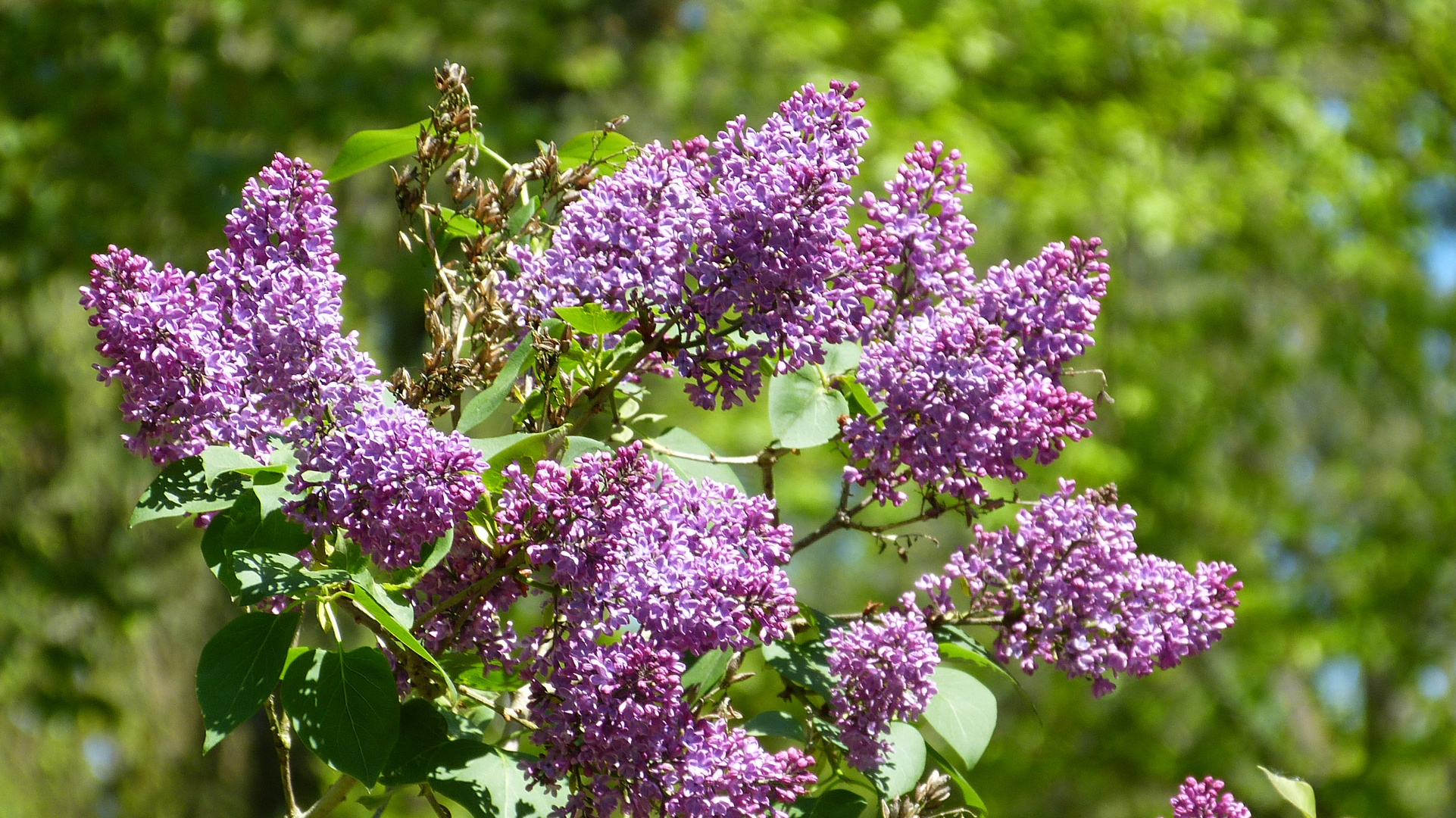 Flieder Foto & Bild | projekte, 3 - mittwochsblümchen, thementage ...