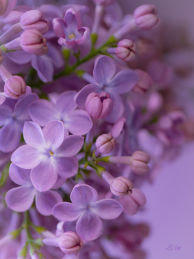 "Flieder " Foto & Bild | spezial, natur, landschaft Bilder auf ...