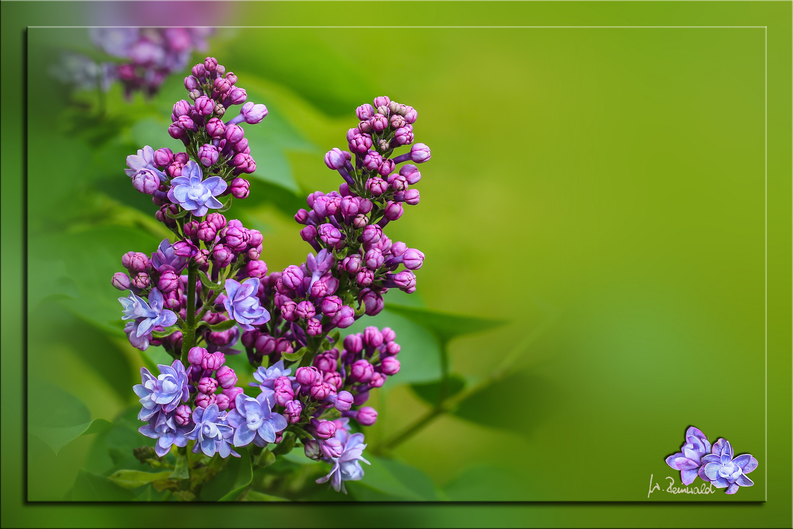 ** Flieder ** Foto & Bild | natur-kreativ, blumen pflanzen, natur ...