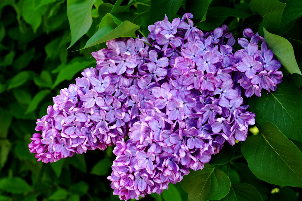 Flieder im Mai Foto & Bild | pflanzen, pilze & flechten, sträucher ...
