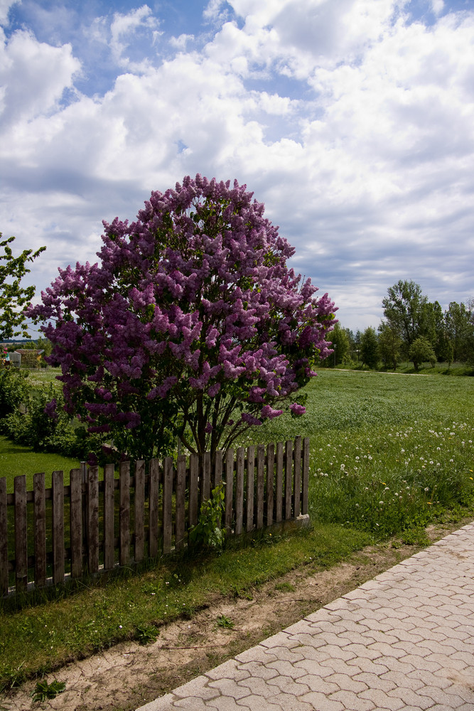Fliederbaum Foto & Bild | landschaft, lebensräume, natur Bilder auf ...