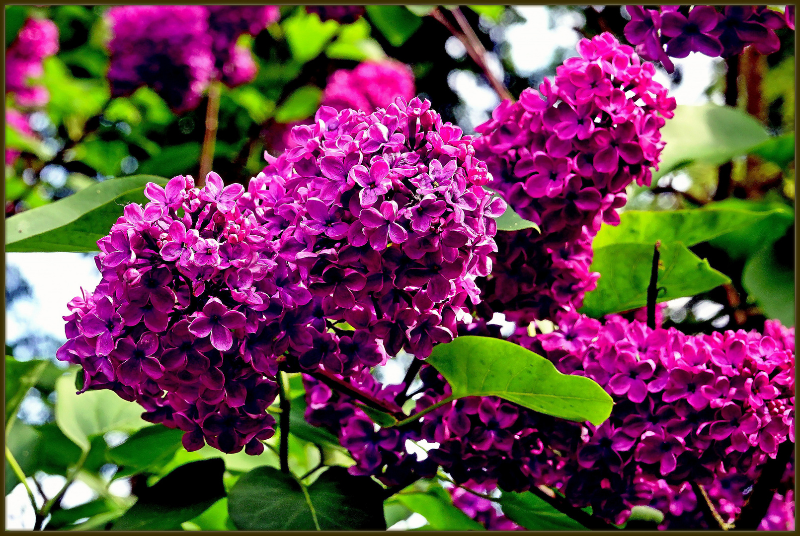 Fliederblüten ... Foto & Bild | pflanzen, pilze & flechten, bäume ...