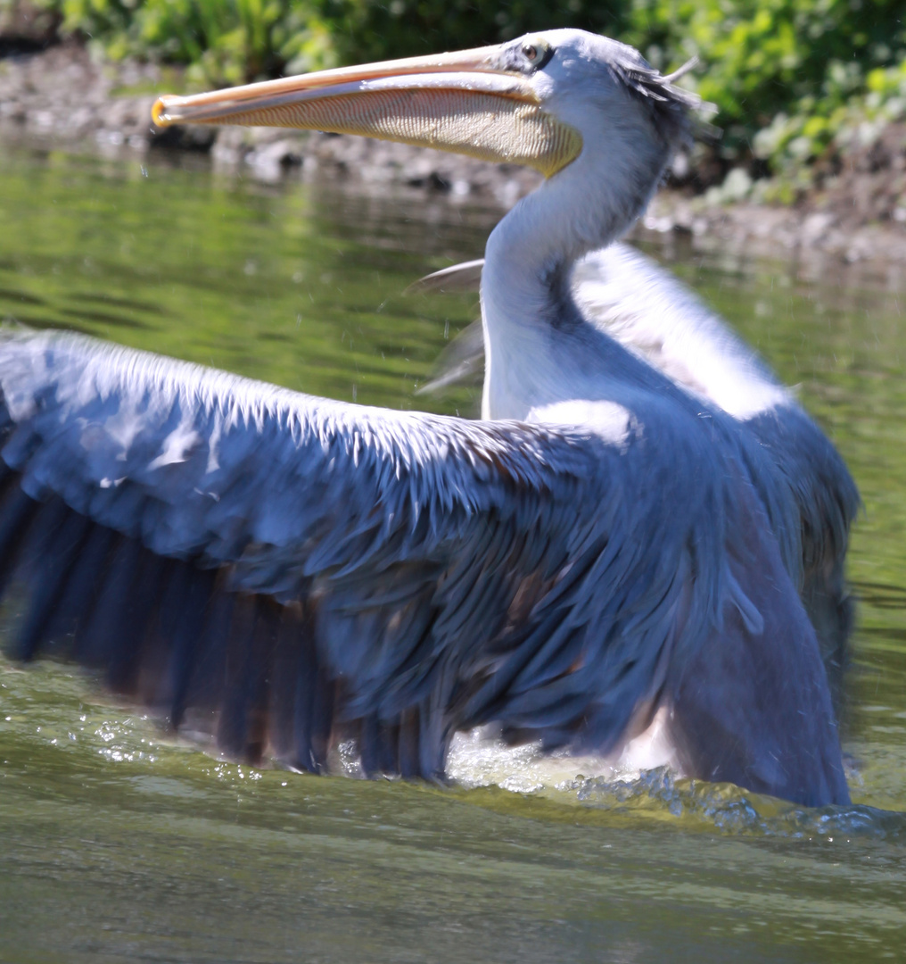 Flieg Foto & Bild | tiere, natur Bilder auf fotocommunity