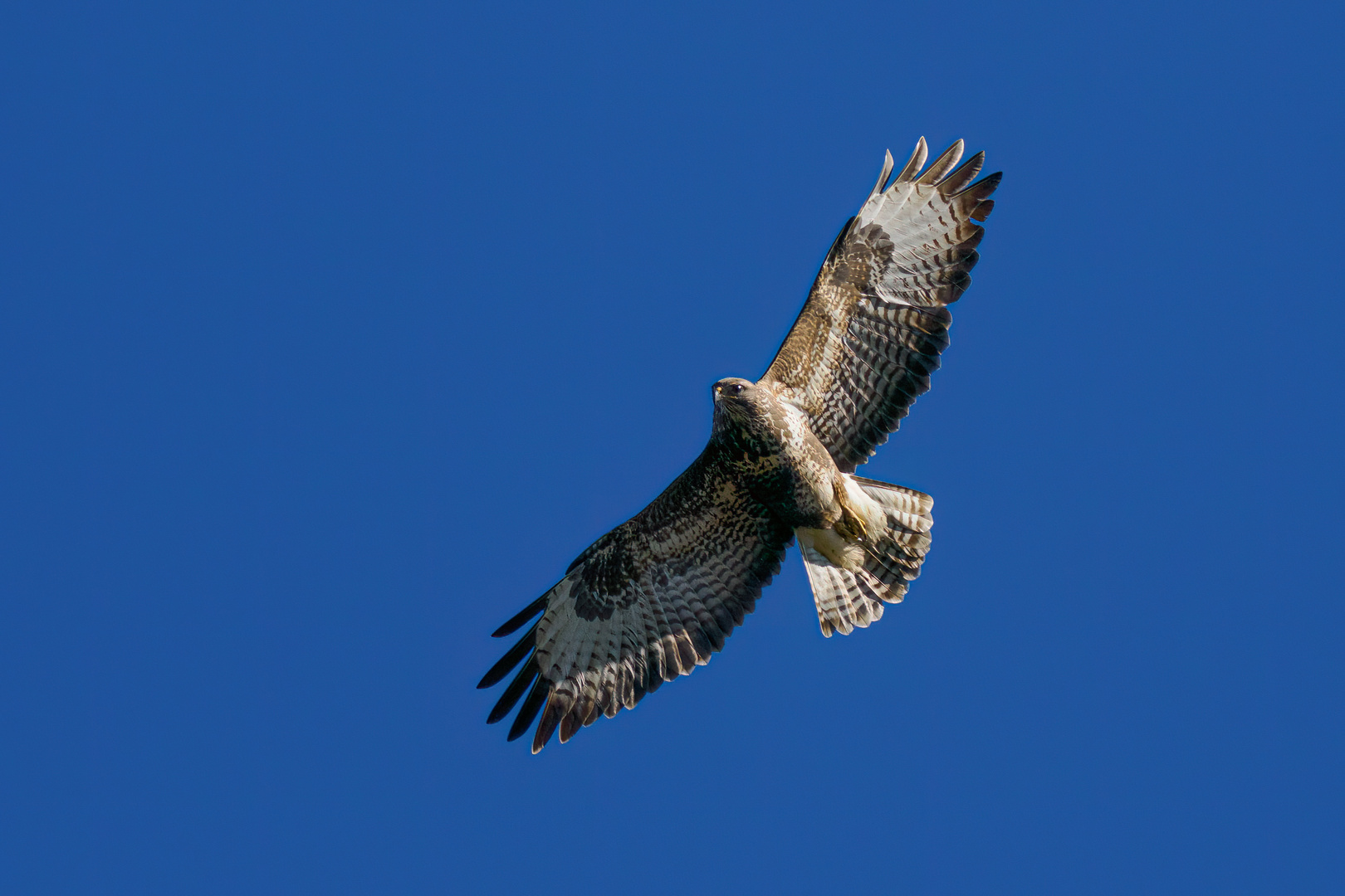 Flieg Bussi flieg Foto & Bild | tiere, wildlife, wild lebende vögel ...