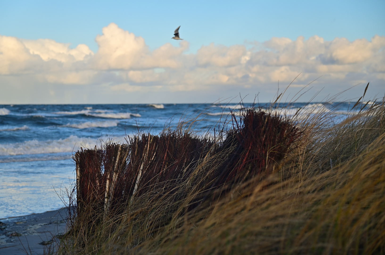 Flieg kleine Möwe, flieg... Foto & Bild | deutschland, europe ...