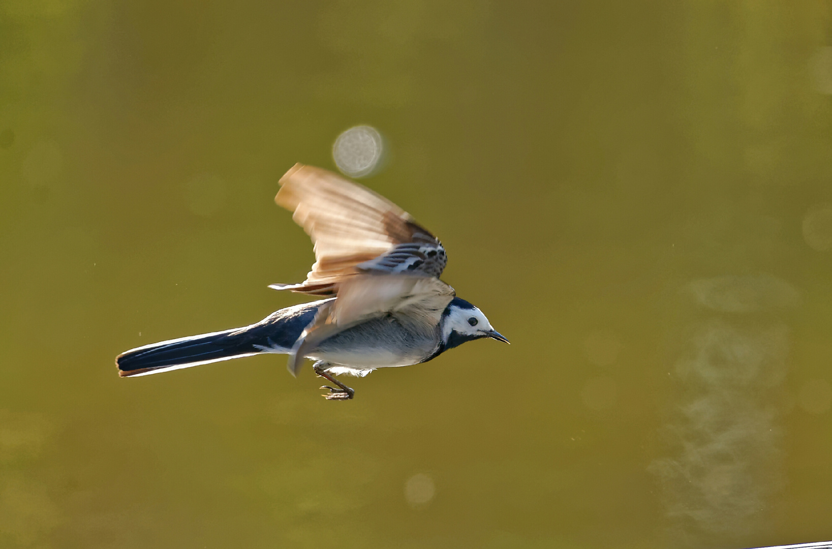 Flieg, Kleiner, flieg...:-)) Foto & Bild | tiere, vögel, wildlife ...
