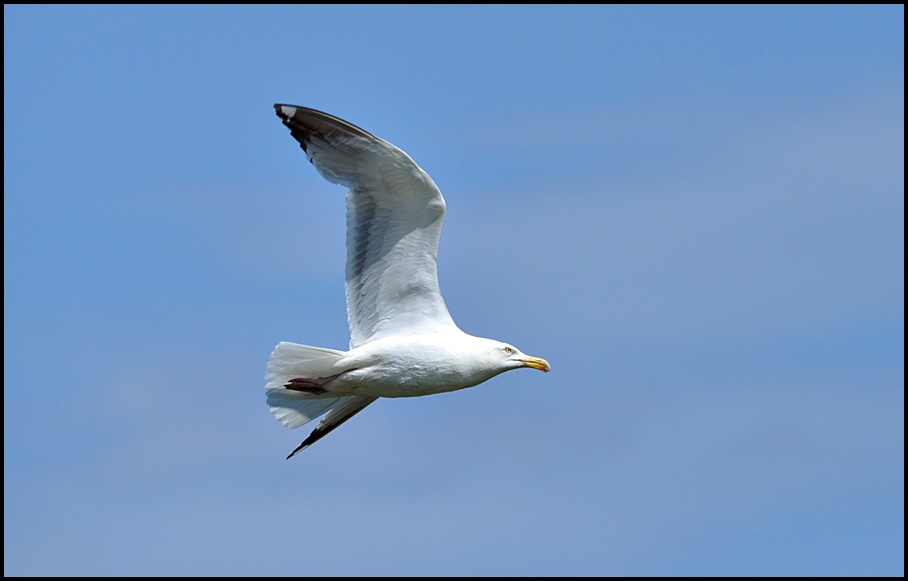Flieg Möwe flieg !!! Foto & Bild | tiere, wildlife, wild lebende vögel ...