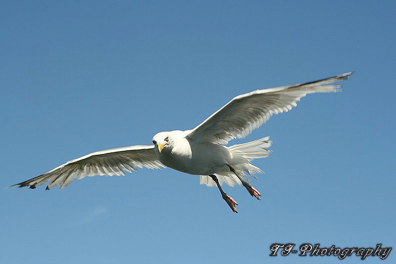 Flieg Vogel Flieg Foto & Bild | tiere, wildlife, wild lebende vögel ...