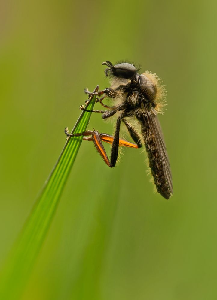 Fliege Foto & Bild | natur, fliegen, fliege Bilder auf fotocommunity