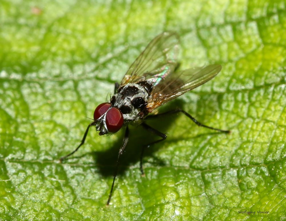 Fliege Foto & Bild | makro, natur, macro Bilder auf fotocommunity