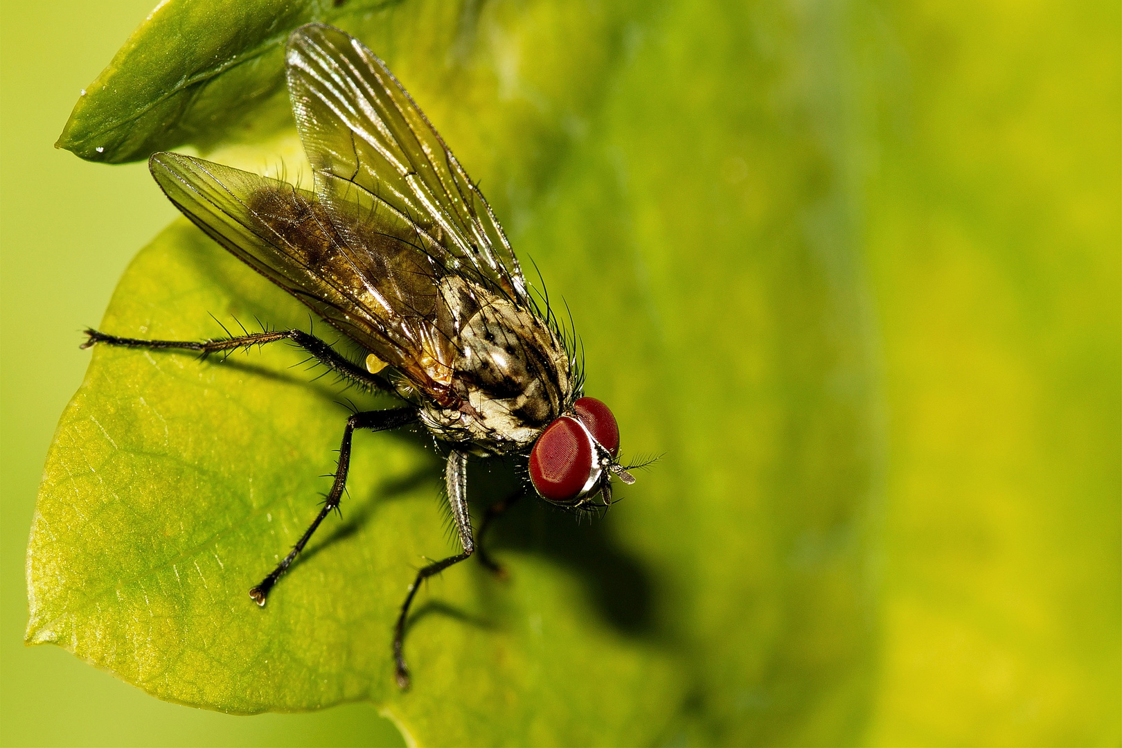 Fliege Foto & Bild | makro, natur, fliegen Bilder auf fotocommunity