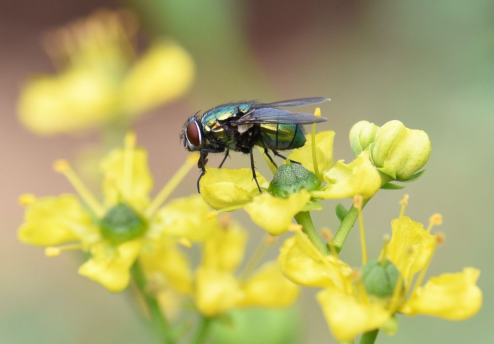 Fliege Foto & Bild | tiere, wildlife, insekten Bilder auf fotocommunity