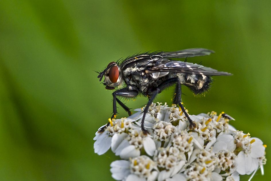 Fliege Foto & Bild | tiere, wildlife, insekten Bilder auf fotocommunity