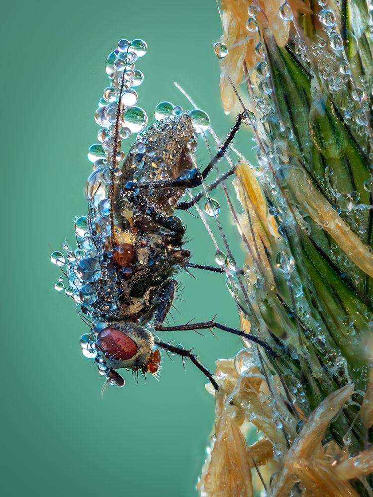 Fliege Foto & Bild | tiere, wildlife, insekten Bilder auf fotocommunity