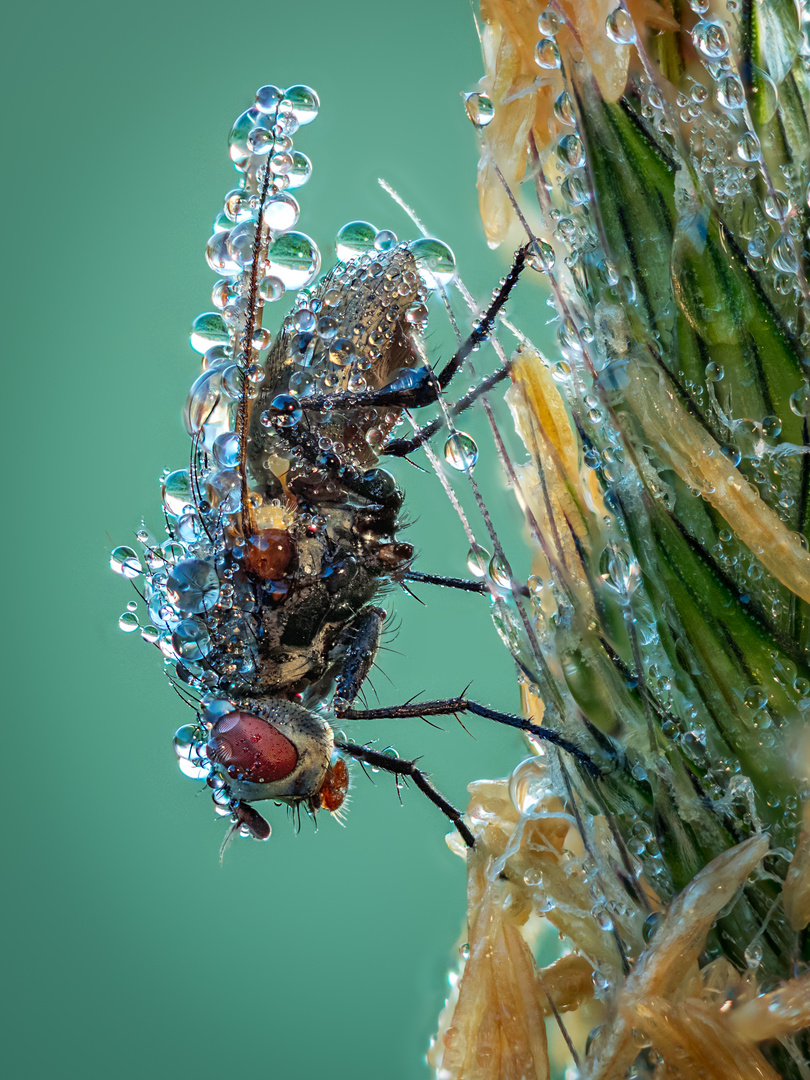 Fliege Foto & Bild | tiere, wildlife, insekten Bilder auf fotocommunity