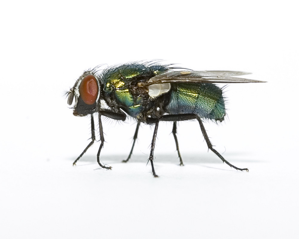 Fliege Foto & Bild | tiere, wildlife, insekten Bilder auf fotocommunity