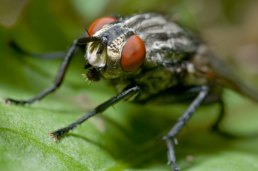 Fliege Foto & Bild | tiere, wildlife, insekten Bilder auf fotocommunity