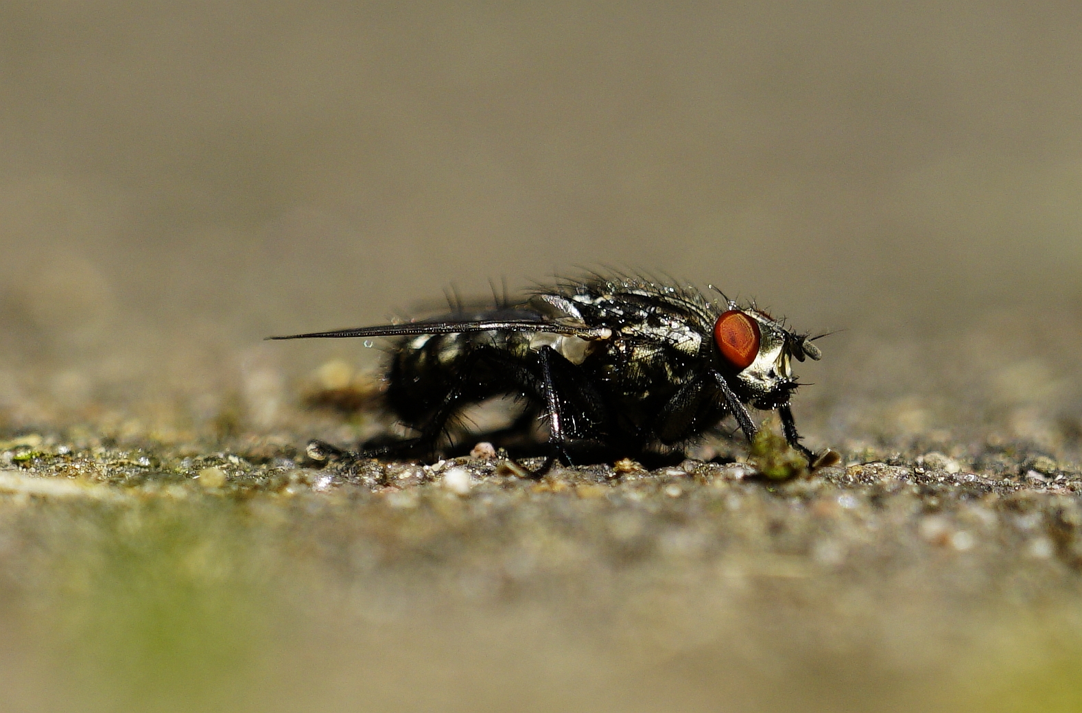 Fliege. Foto & Bild | fotos, outdoor, makro Bilder auf fotocommunity