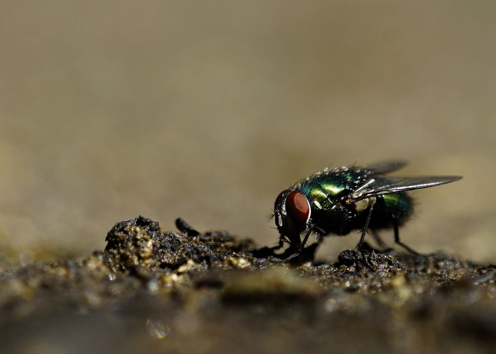 Fliege. Foto & Bild | fotos, outdoor, makro Bilder auf fotocommunity