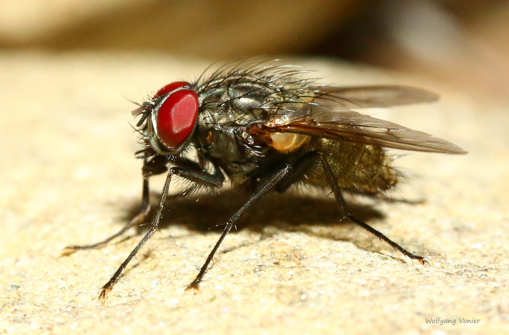 Fliege Foto & Bild | fotos, spezial, makro Bilder auf fotocommunity