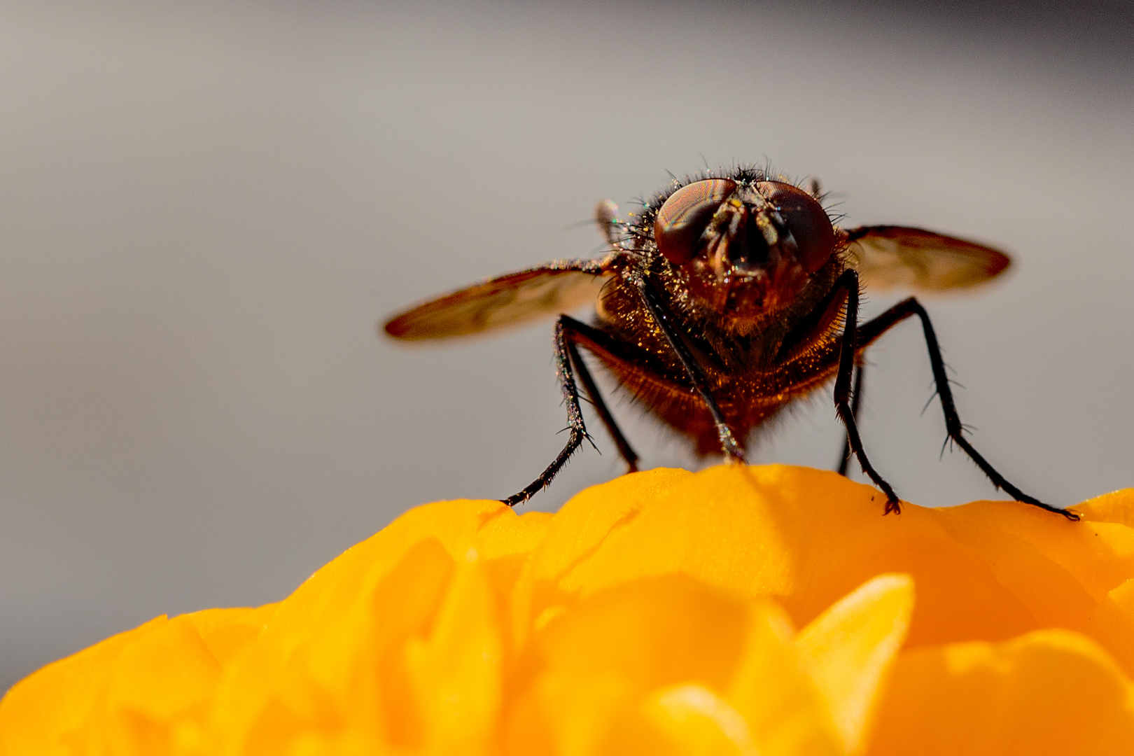 Fliege Foto & Bild | tiere, wildlife, insekten Bilder auf fotocommunity