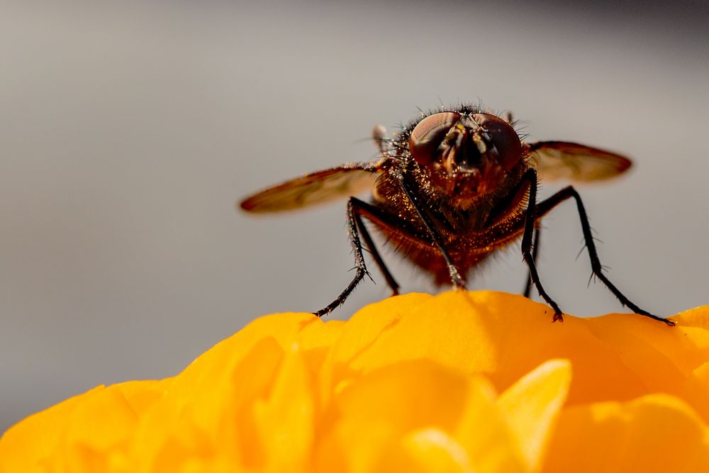 Fliege Foto & Bild | tiere, wildlife, insekten Bilder auf fotocommunity