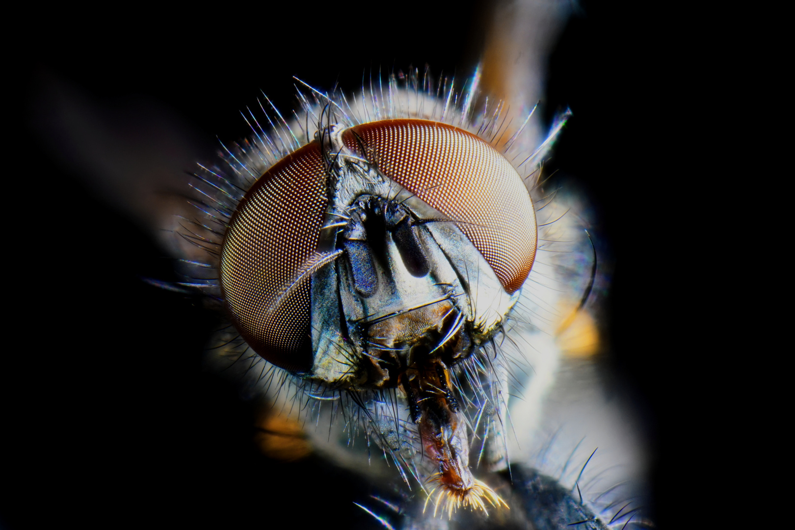 Fliege 2 Foto & Bild | tiere, tierdetails, makro Bilder auf fotocommunity