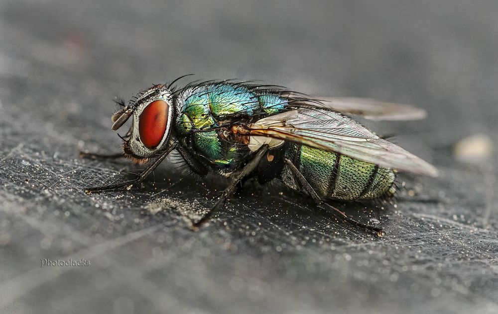 Fliege -2 Foto & Bild | makro, natur, fliegen Bilder auf fotocommunity