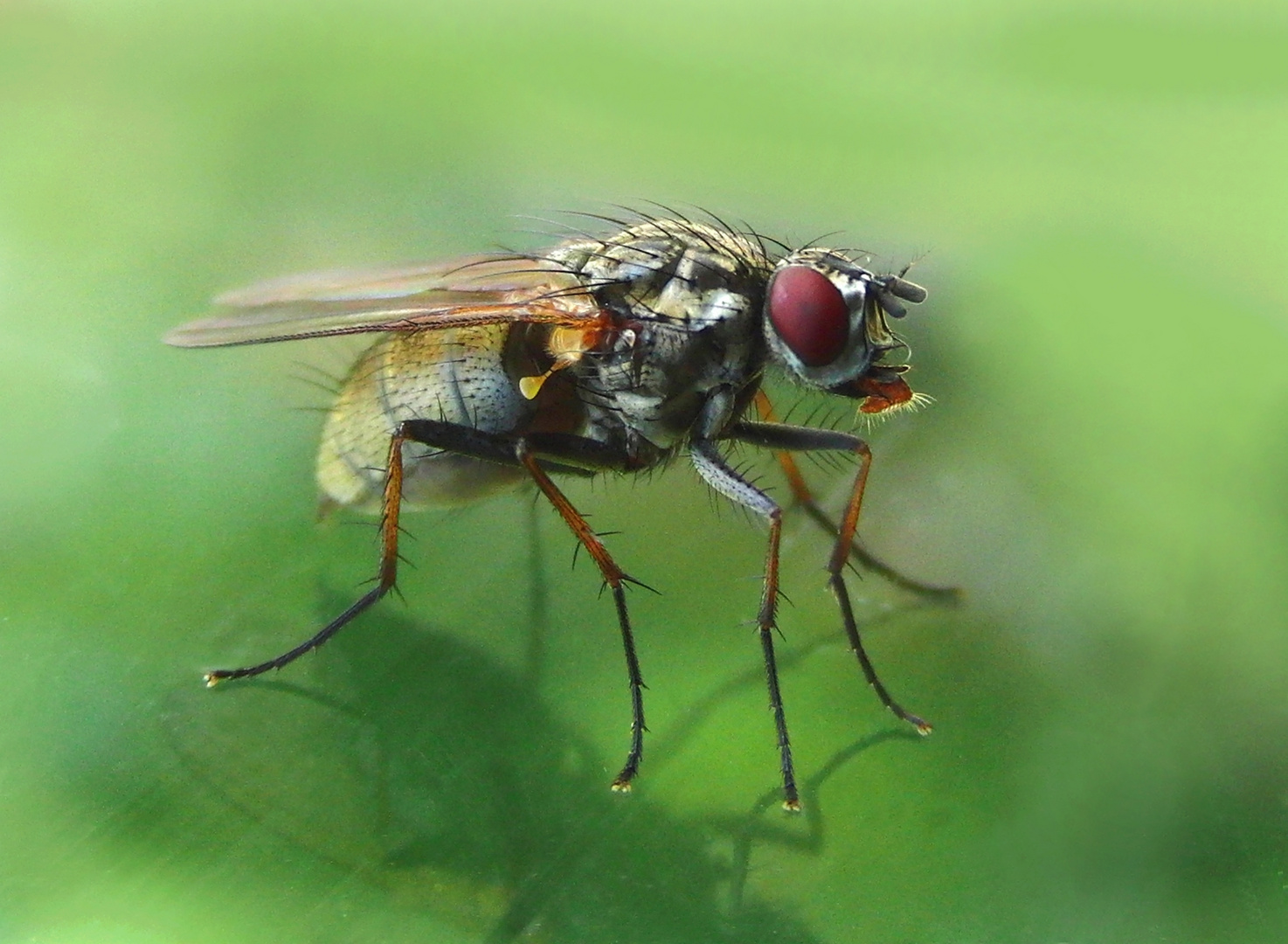 Fliege 2010 Foto & Bild | tiere, wildlife, insekten Bilder auf ...