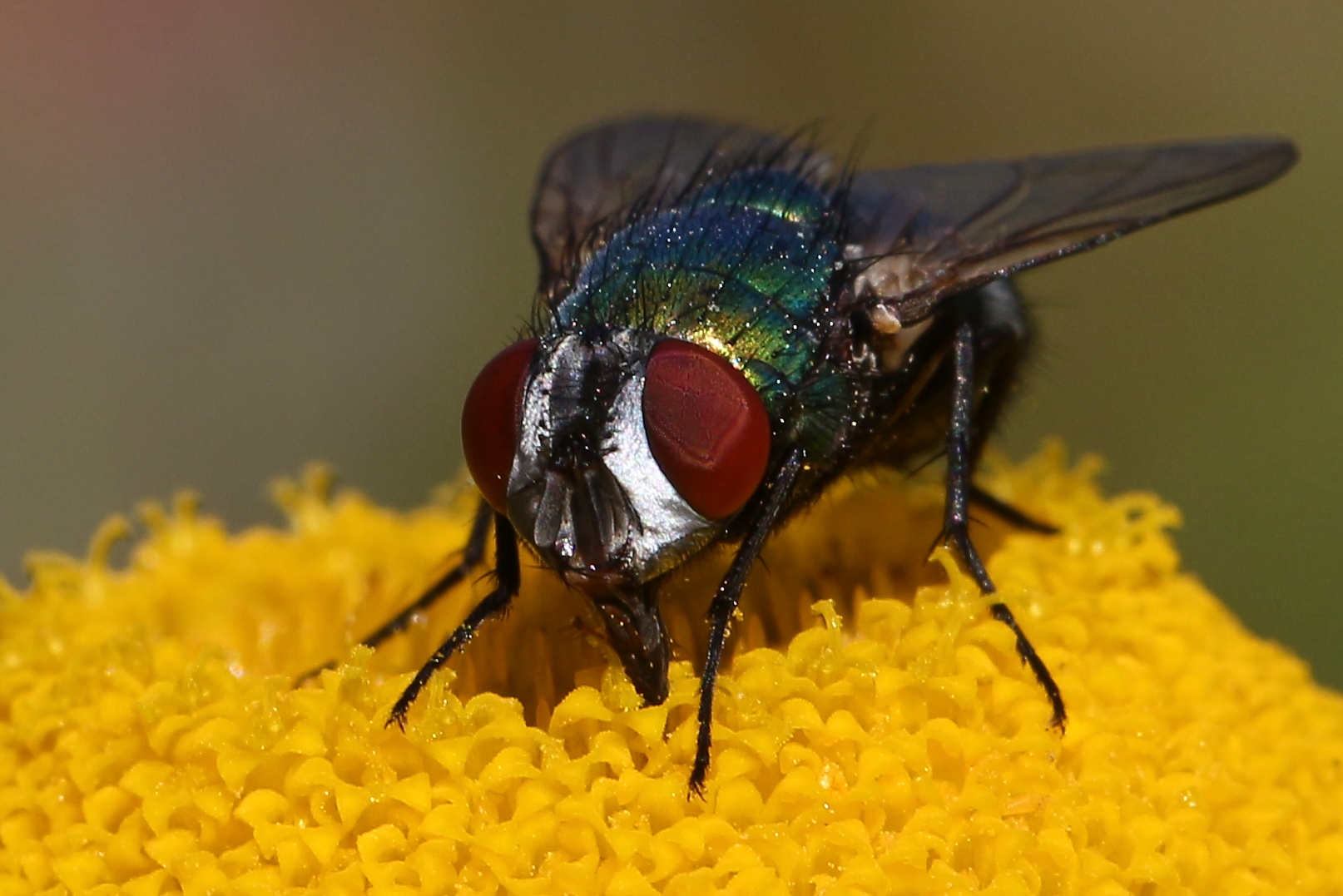 Fliege (2018_06_26_EOS 100D_3492_ji) Foto & Bild | natur, fliege ...