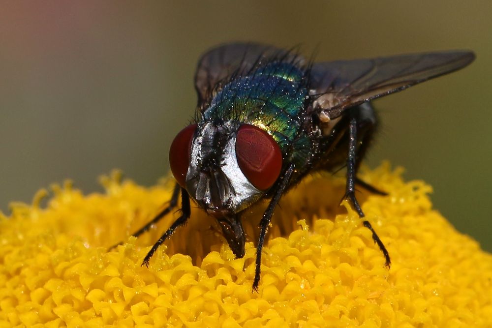 Fliege (2018_06_26_EOS 100D_3492_ji) Foto & Bild | natur, fliege ...