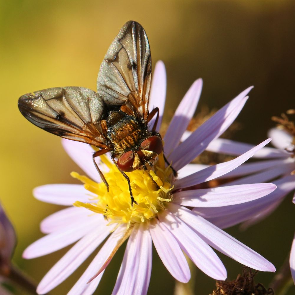 Fliege (2021_10_28_9058_ji) Foto & Bild | makro, natur, fliege Bilder ...
