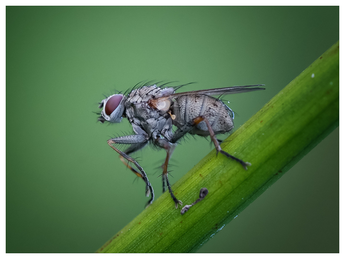 Fliege Foto & Bild | natur, fliege, insekten Bilder auf fotocommunity