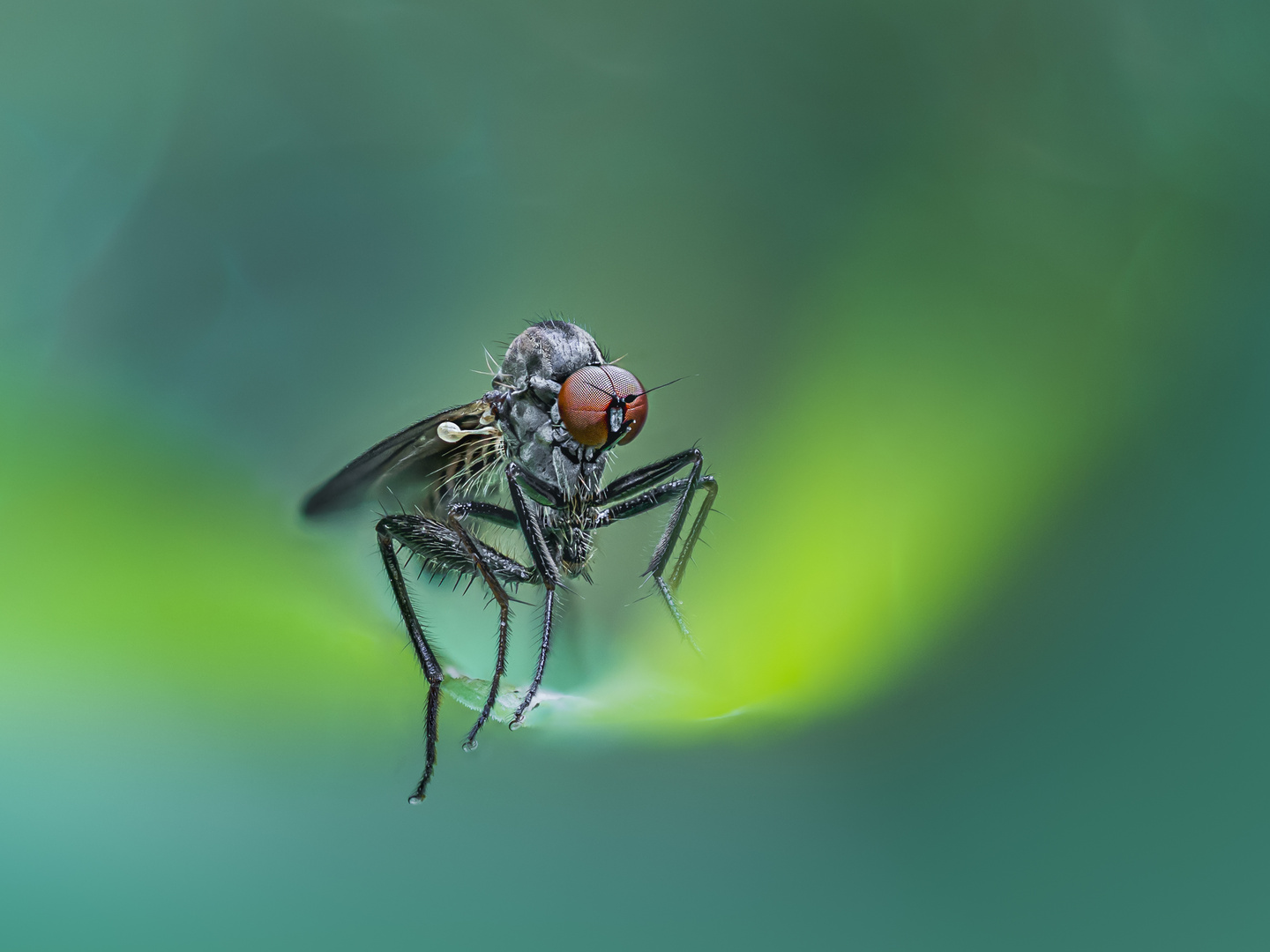 Fliege Foto & Bild | nah- & makro, tiere, wildlife Bilder auf fotocommunity