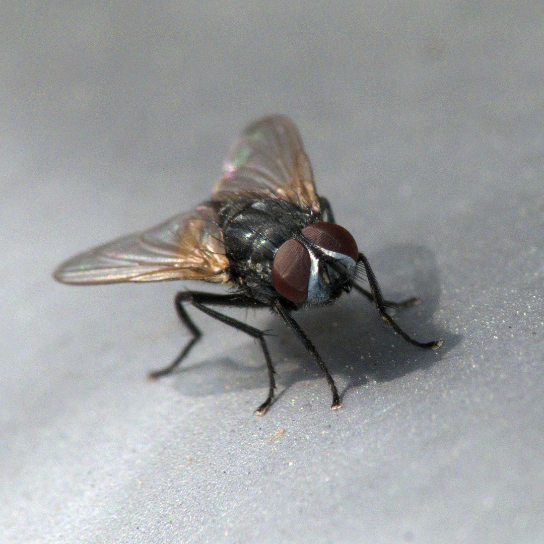 Fliege Foto & Bild | tiere, wildlife, insekten Bilder auf fotocommunity