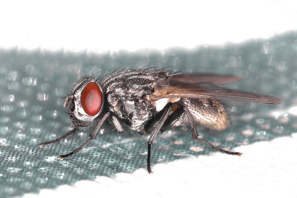 Fliege Foto & Bild | fliegen, fotos, makro Bilder auf fotocommunity
