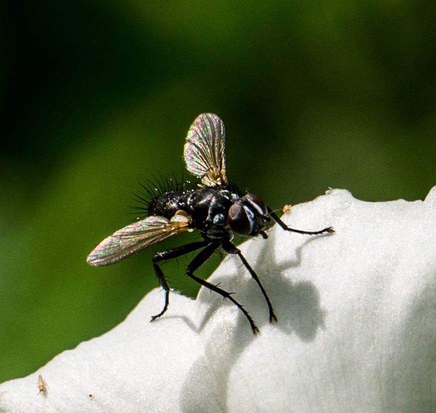 fliege Foto & Bild | tiere, wildlife, insekten Bilder auf fotocommunity