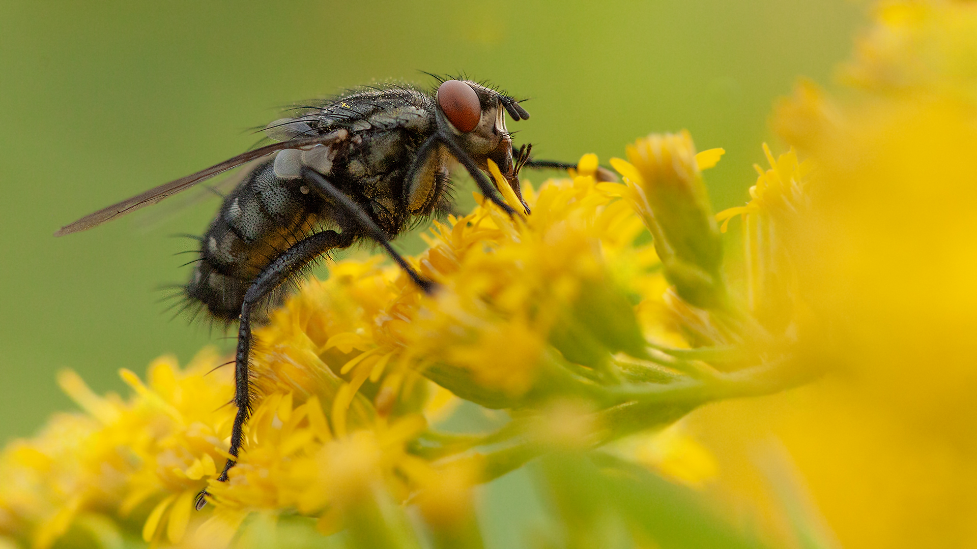 Fliege Foto & Bild | tiere, wildlife, insekten Bilder auf fotocommunity