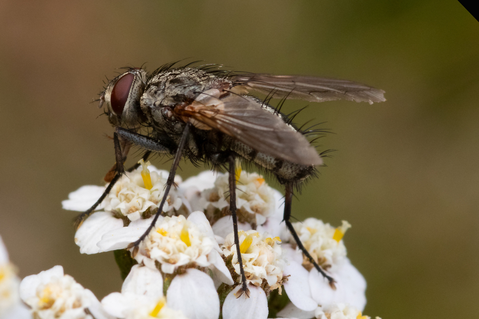 Fliege Foto & Bild | nah- & makro, tiere, wildlife Bilder auf fotocommunity