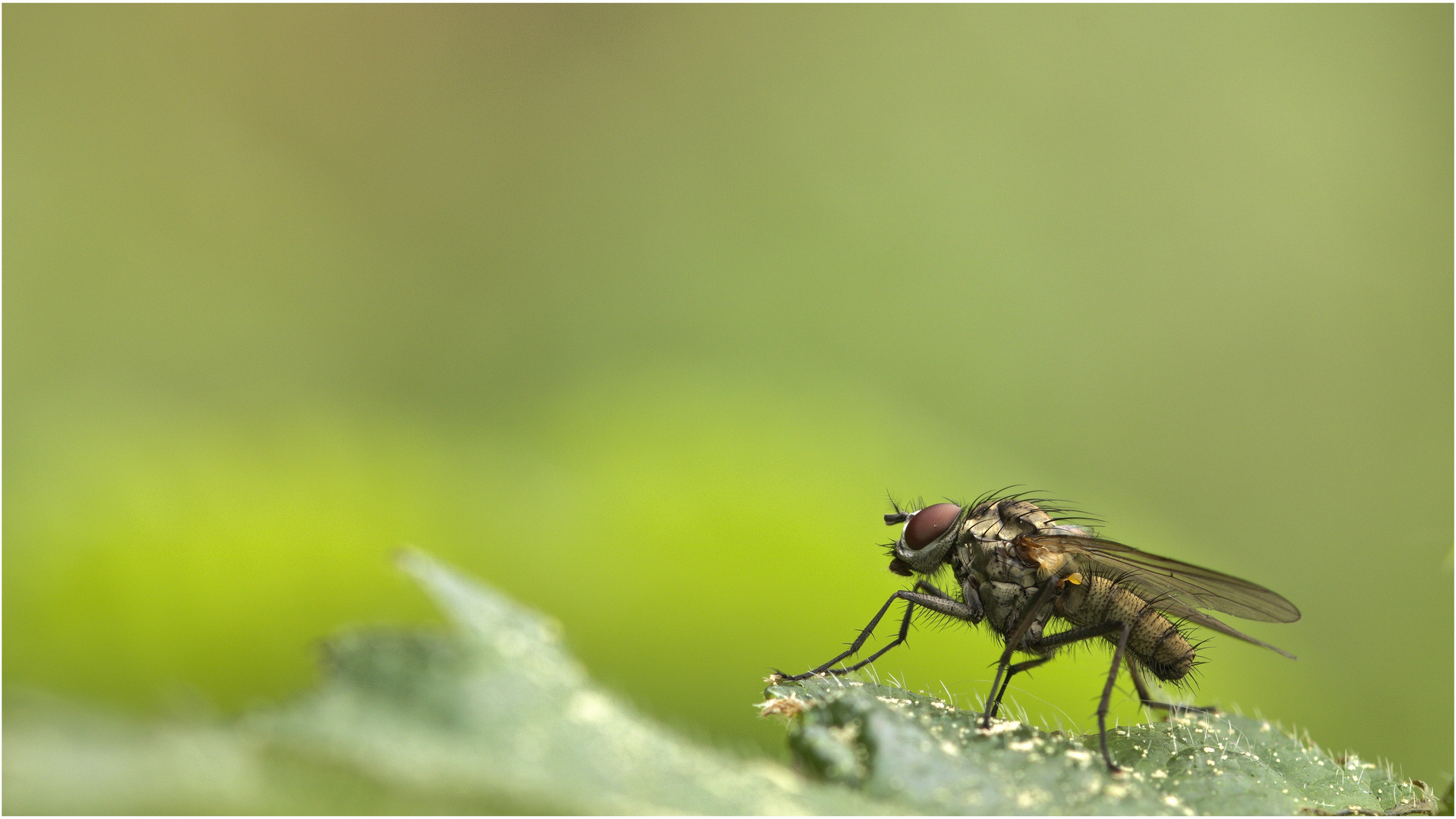 Fliege Foto & Bild | tiere, wildlife, insekten Bilder auf fotocommunity