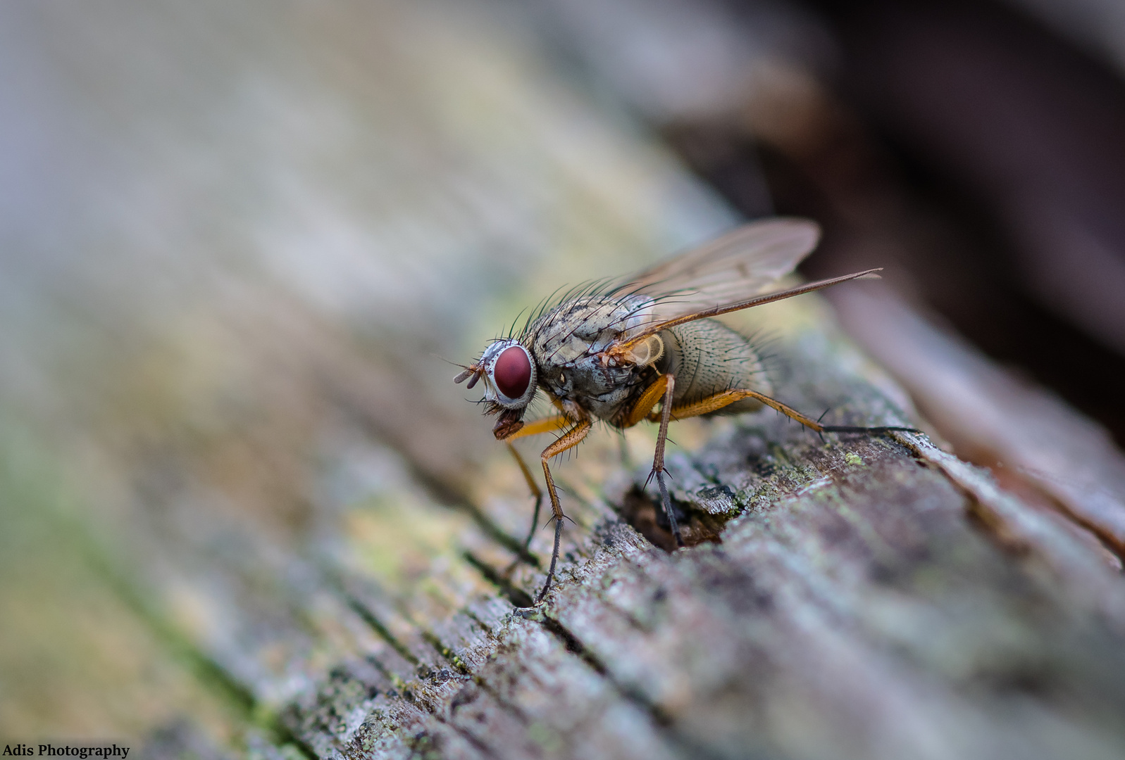 Fliege Foto & Bild | nah- & makro, tiere, wildlife Bilder auf fotocommunity